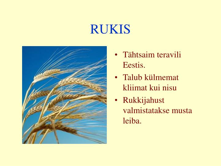 PPT - PÕLLUL KASVATATAVAD TERAVILJAD PowerPoint Presentation - ID:1312781