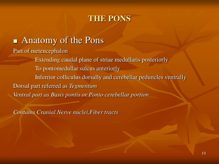 PPT - Localization of Brain Stem Lesions PowerPoint Presentation - ID ...