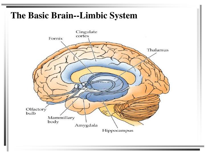 PPT - Neurotransmitters and Neurobiology: What Play Therapists Need to ...