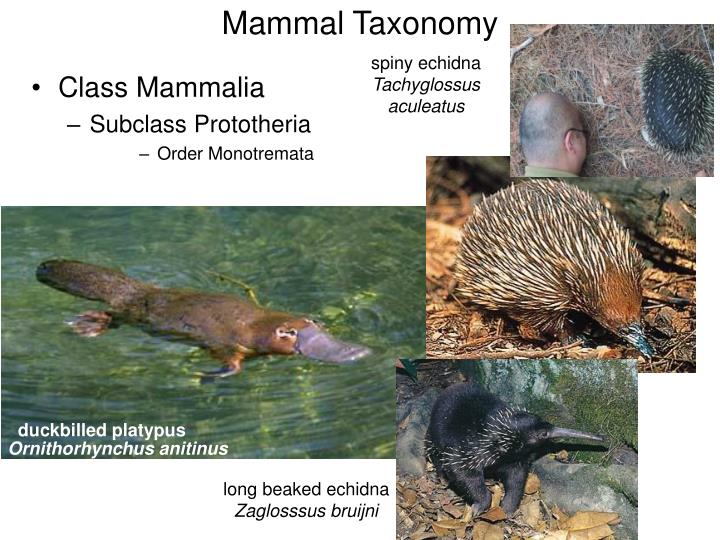 PPT - Class Mammalia PowerPoint Presentation - ID:1316374