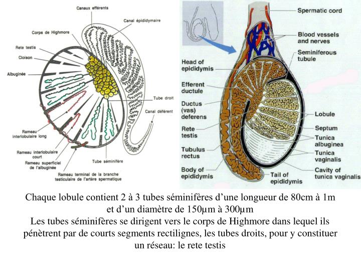 PPT - L’appareil génital masculin PowerPoint Presentation - ID:1317019