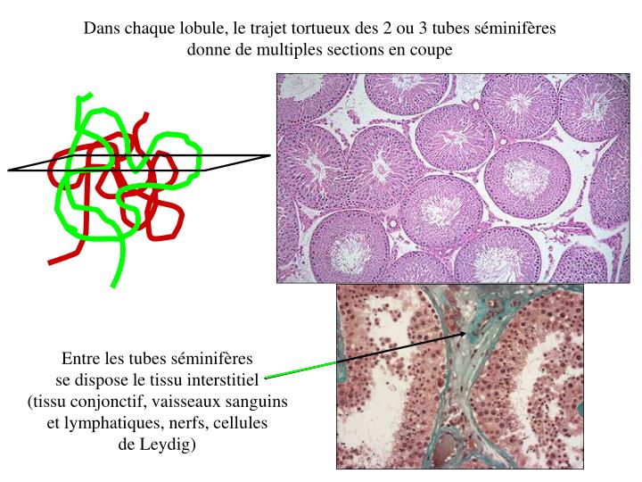 PPT - L’appareil génital masculin PowerPoint Presentation - ID:1317019