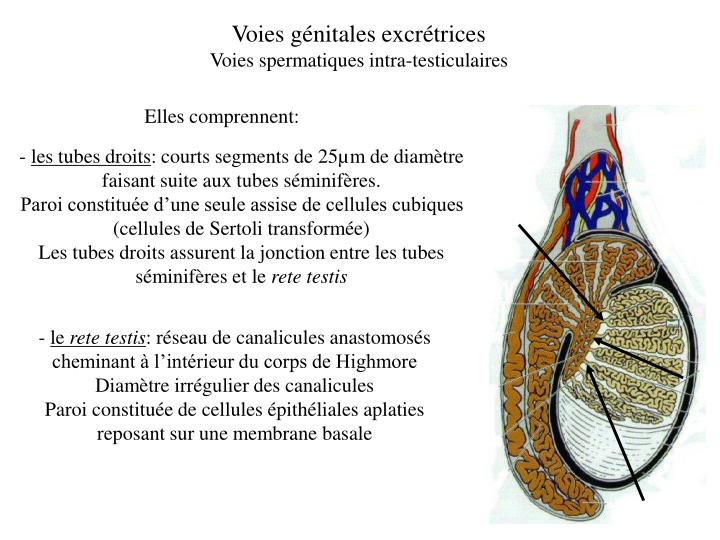 PPT - L’appareil génital masculin PowerPoint Presentation - ID:1317019