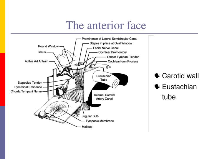PPT - CSD 3103 anatomy of speech and hearing mechanisms Hearing ...