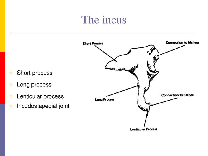 PPT - CSD 3103 anatomy of speech and hearing mechanisms Hearing ...