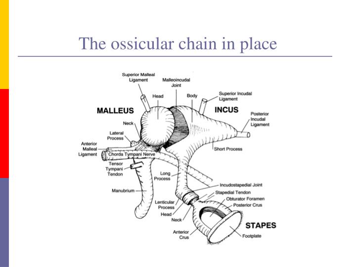 PPT - CSD 3103 anatomy of speech and hearing mechanisms Hearing ...