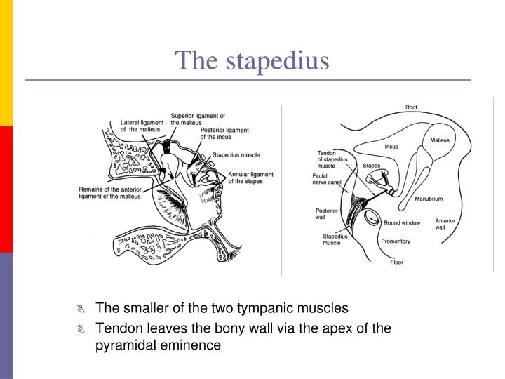 PPT - CSD 3103 anatomy of speech and hearing mechanisms Hearing ...