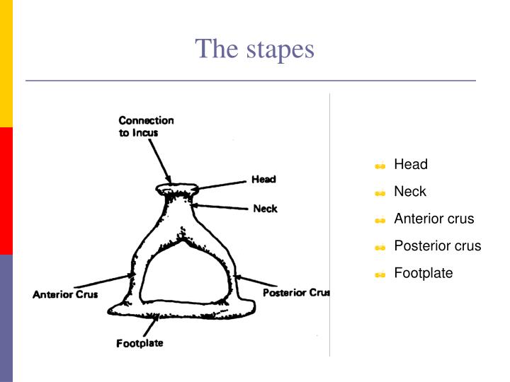 PPT - CSD 3103 anatomy of speech and hearing mechanisms Hearing ...