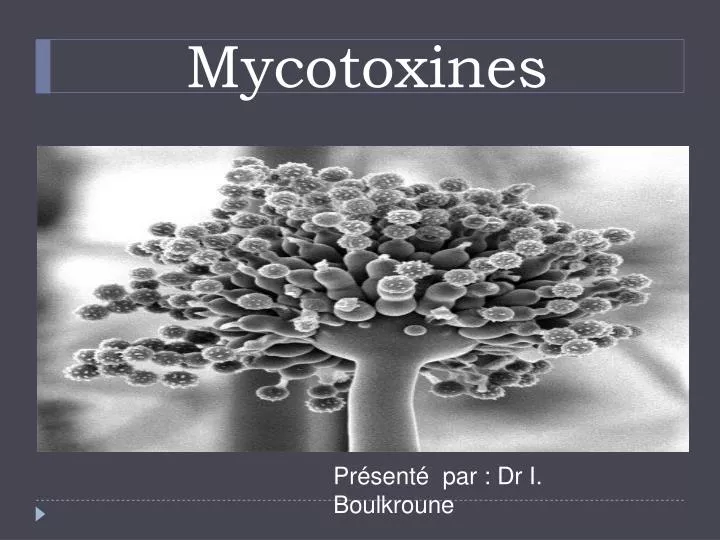 PPT - Mycotoxines PowerPoint Presentation, free download - ID:1318359