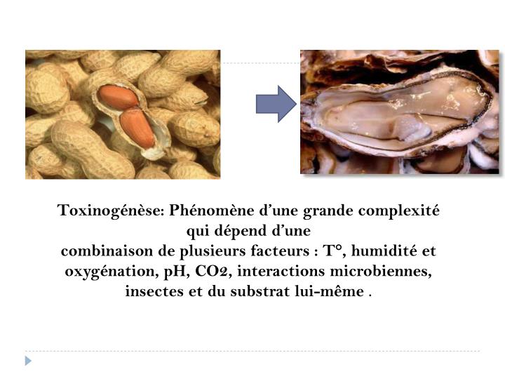 PPT - Mycotoxines PowerPoint Presentation - ID:1318359