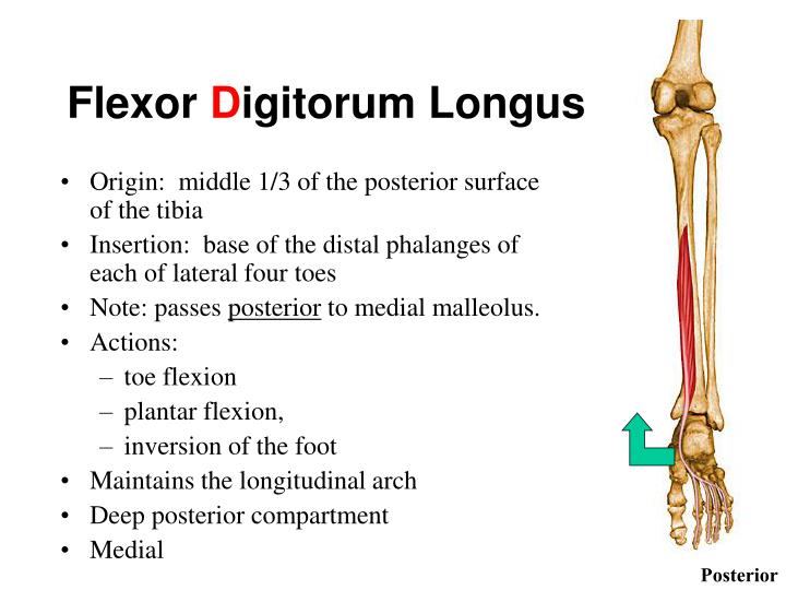 PPT - MUSCLES OF THE ANKLE AND FOOT PowerPoint Presentation - ID:1319537