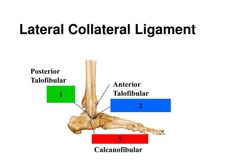PPT - MUSCLES OF THE ANKLE AND FOOT PowerPoint Presentation - ID:1319537