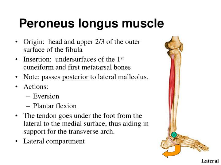 PPT - MUSCLES OF THE ANKLE AND FOOT PowerPoint Presentation - ID:1319537