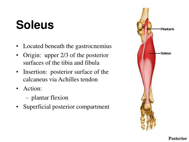 PPT - MUSCLES OF THE ANKLE AND FOOT PowerPoint Presentation - ID:1319537