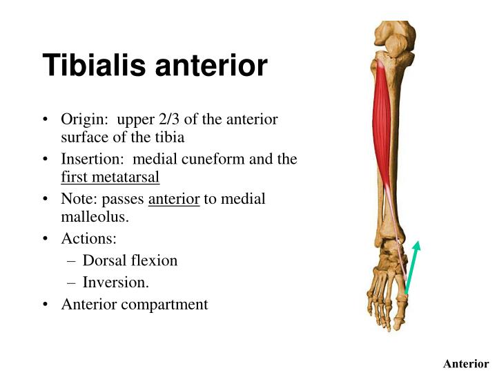 Insertion Of Tibialis Anterior-musculoskeletal