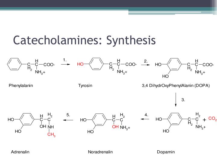 PPT - Neurotransmitters PowerPoint Presentation - ID:1322212