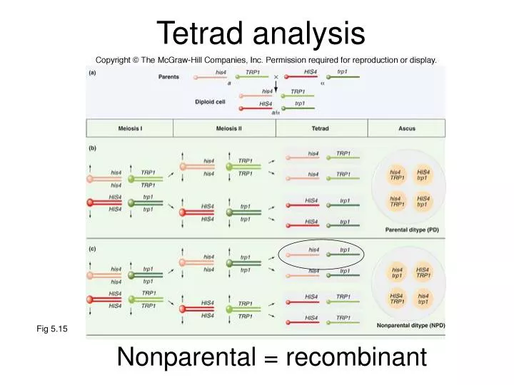PPT - Tetrad analysis PowerPoint Presentation, free download - ID:1323305