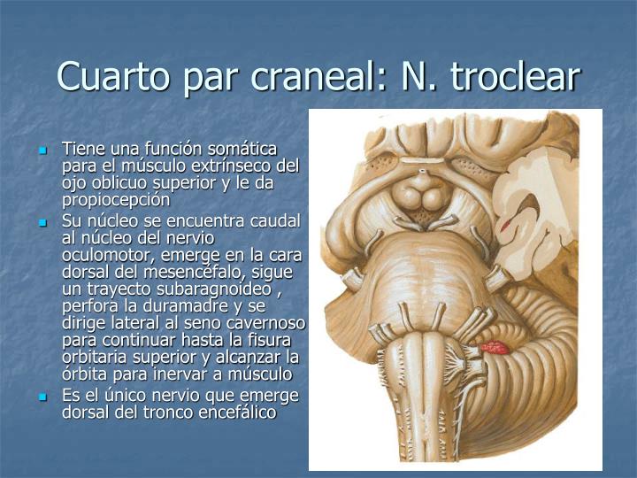 PPT - Pares craneales PowerPoint Presentation - ID:1325096