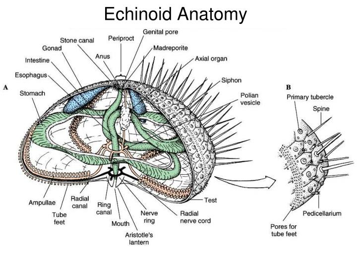 PPT - Phylum Echinodermata PowerPoint Presentation - ID:1325851