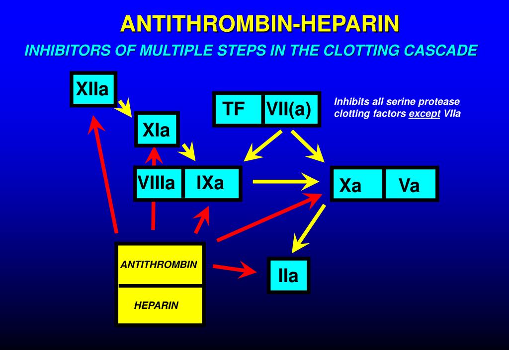 PPT - PATHOPHYSIOLOGY OF THROMBOSIS “Virchow’s Triad” PowerPoint ...