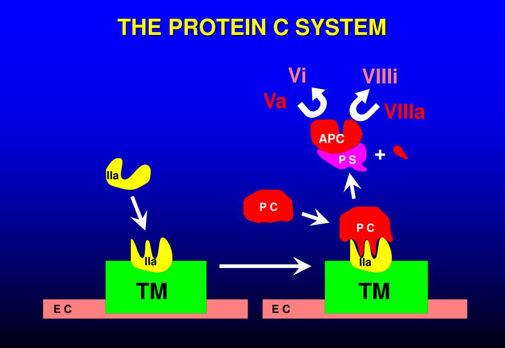 PPT - PATHOPHYSIOLOGY OF THROMBOSIS “Virchow’s Triad” PowerPoint ...
