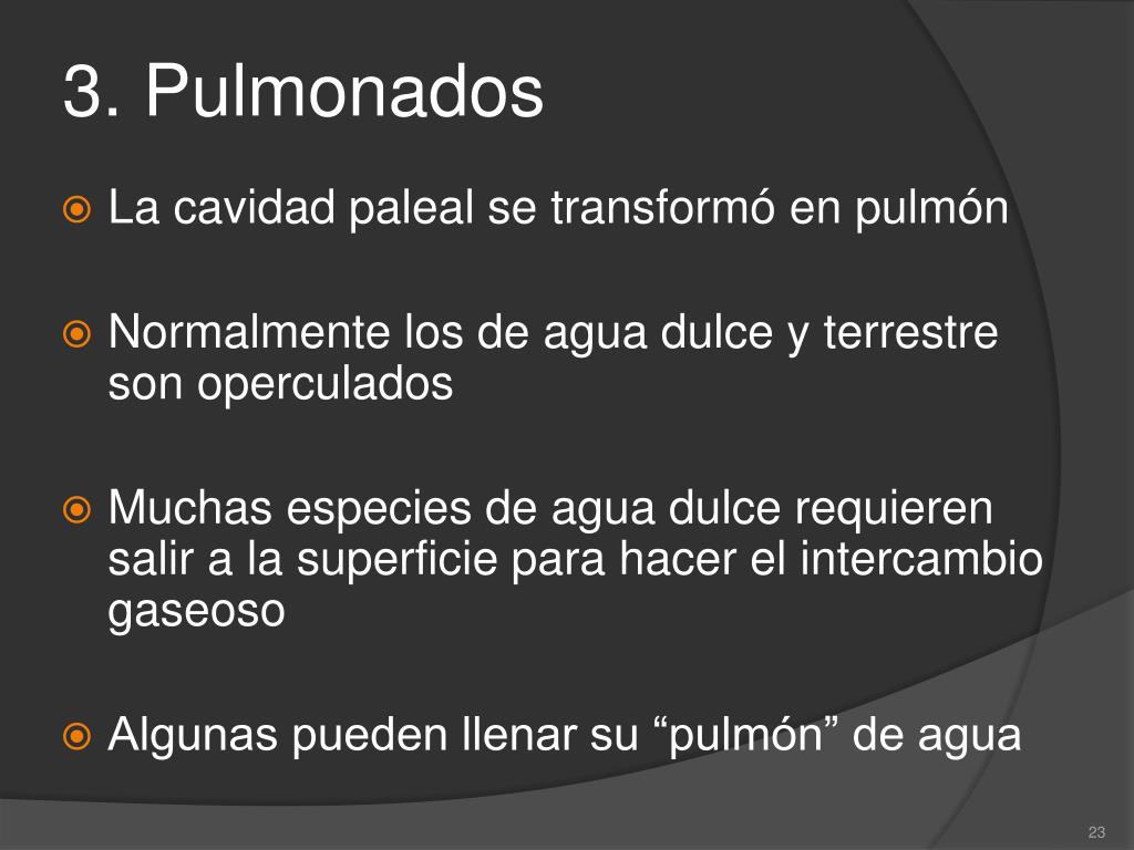 PPT - Circulación y Respiración en Moluscos PowerPoint Presentation ...