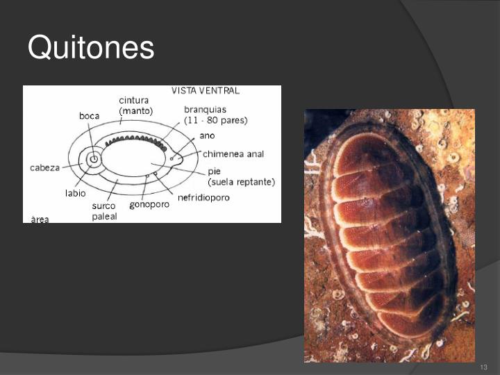 PPT - Circulación y Respiración en Moluscos PowerPoint Presentation ...