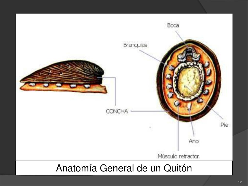PPT - Circulación y Respiración en Moluscos PowerPoint Presentation ...