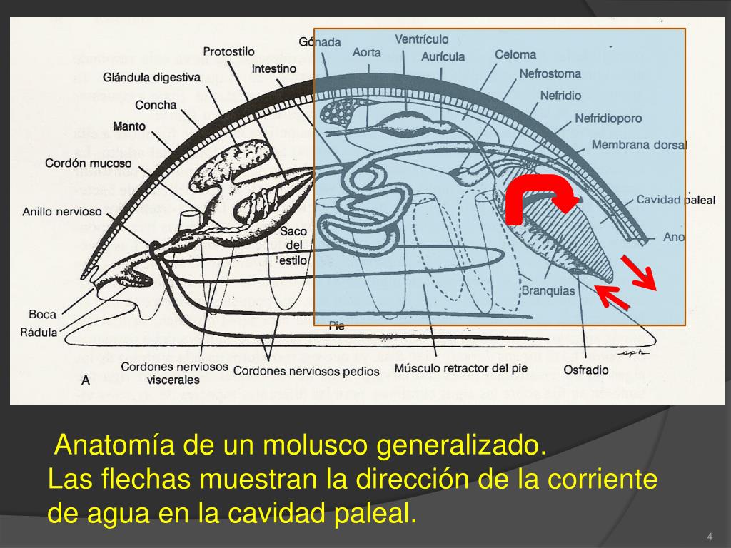 PPT - Circulación y Respiración en Moluscos PowerPoint Presentation ...