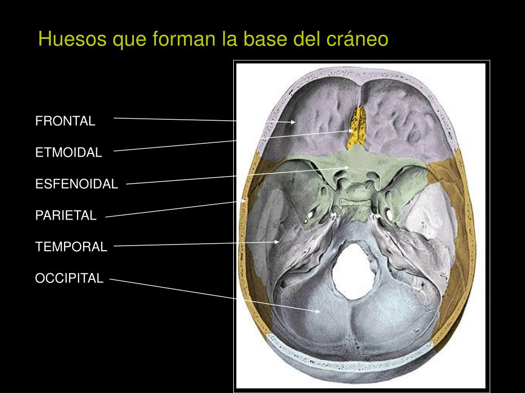 PPT - Conocer la anatomía de la base del cráneo Localización de la ...