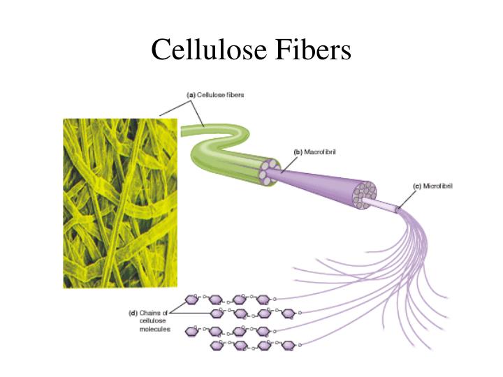 PPT - Fiber Plants PowerPoint Presentation - ID:1331076