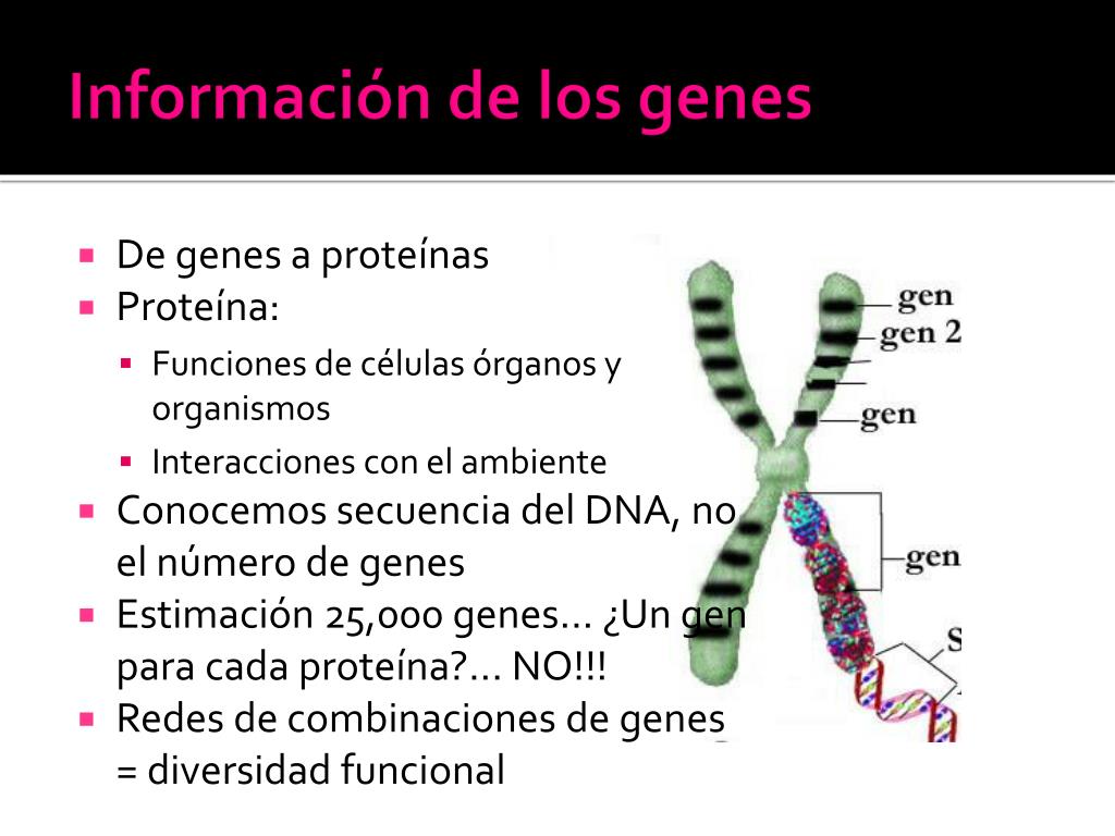 PPT - Genes: estructura y función PowerPoint Presentation, free ... PPT - Genes: estructura y función PowerPoint Presentation, free ...