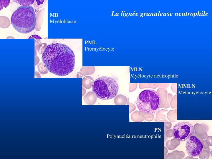 PPT - Les examens biologiques en Hématologie PowerPoint Presentation ...