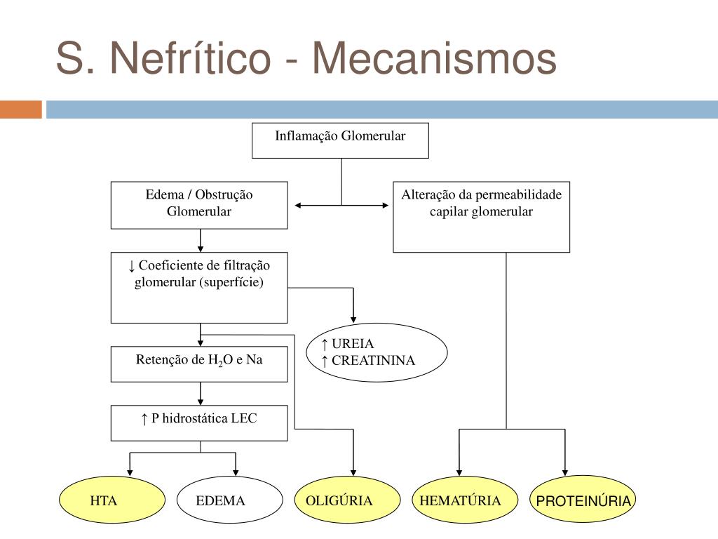 PPT - Síndrome Nefrótico Síndrome NEFRÍTICO PowerPoint Presentation ...