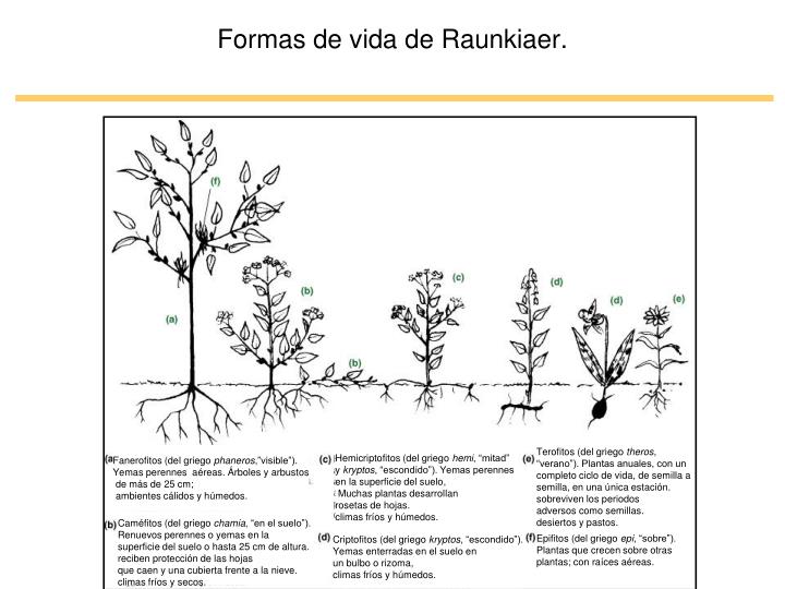 PPT - La comunidad biológica PowerPoint Presentation - ID:1336303