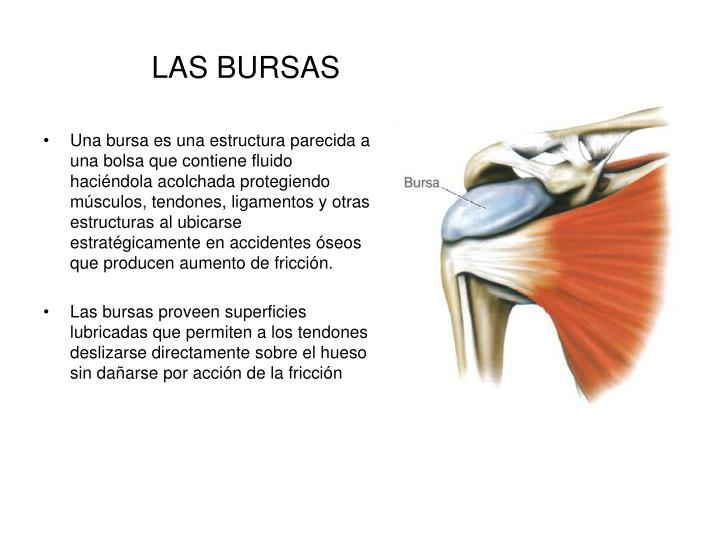PPT - CONCEPTOS GENERALES DE ANATOMÍA PowerPoint Presentation - ID:1336482