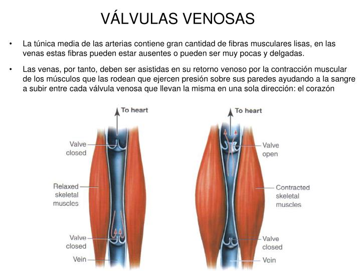 PPT - CONCEPTOS GENERALES DE ANATOMÍA PowerPoint Presentation - ID:1336482