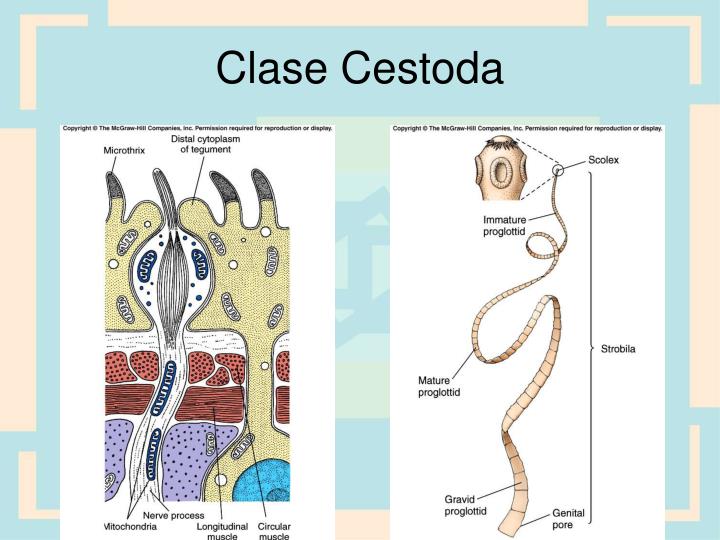 PPT - Bilateria - acelomados PowerPoint Presentation - ID:1336754