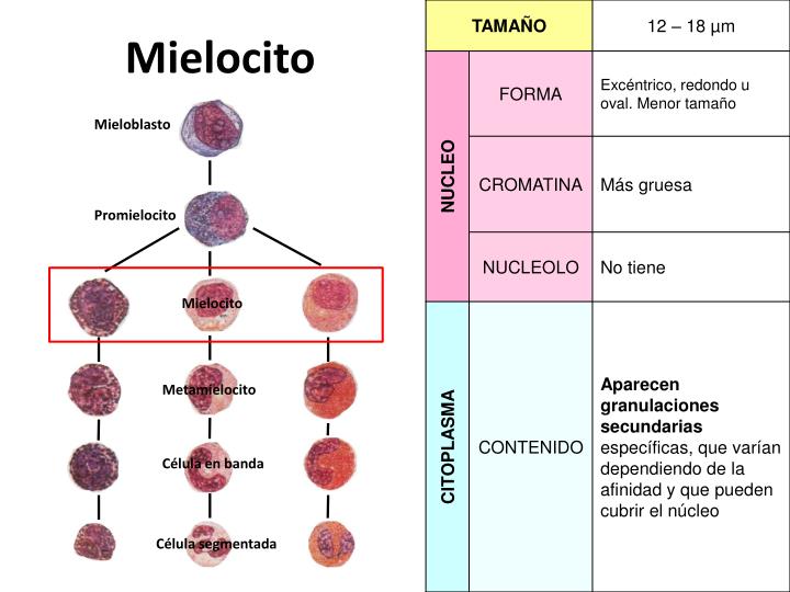 PPT - Serie Blanca: Morfolo gía y Citoquímica PowerPoint Presentation ...