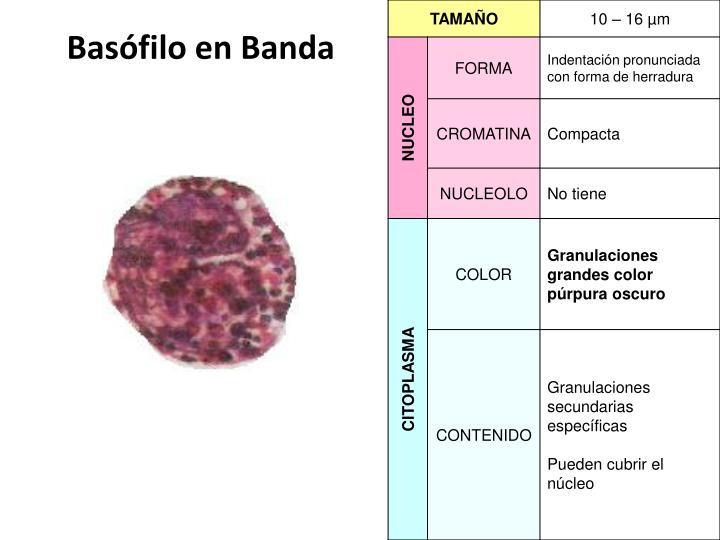 PPT - Serie Blanca: Morfolo gía y Citoquímica PowerPoint Presentation ...