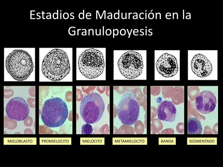 PPT - Serie Blanca: Morfolo gía y Citoquímica PowerPoint Presentation ...
