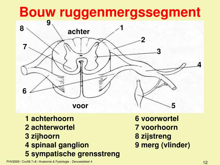 PPT - Anatomie / fysiologie PowerPoint Presentation - ID:1341618