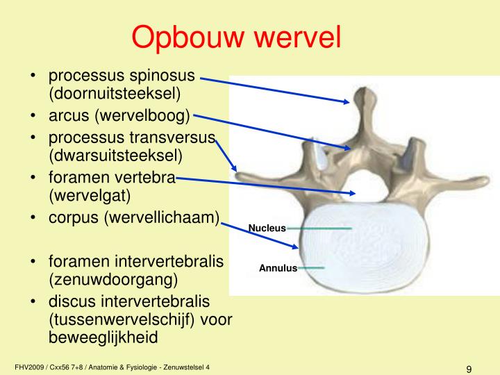 PPT - Anatomie / fysiologie PowerPoint Presentation - ID:1341618