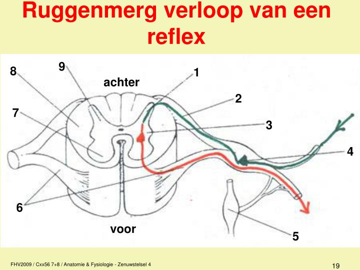 PPT - Anatomie / fysiologie PowerPoint Presentation - ID:1341618