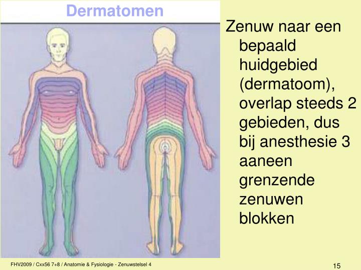 PPT - Anatomie / fysiologie PowerPoint Presentation - ID:1341618