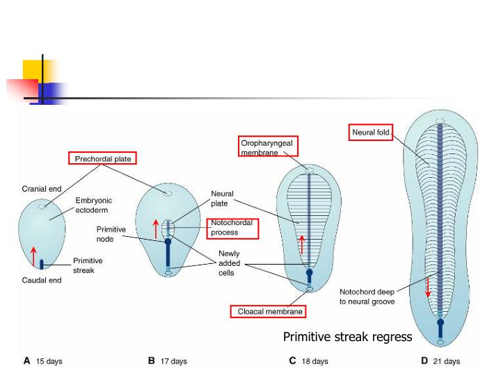 PPT - Gastrulation and Neurulation PowerPoint Presentation - ID:1343493