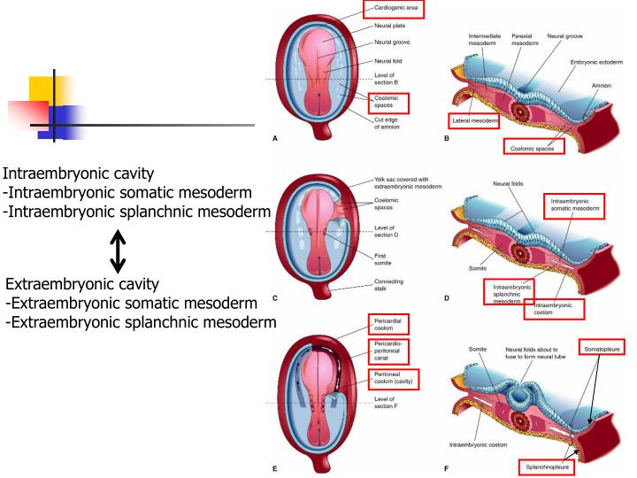 PPT - Gastrulation and Neurulation PowerPoint Presentation - ID:1343493