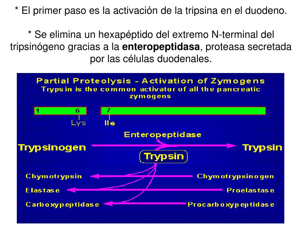 PPT - Tema 19. Estrategias de control de actividad enzimática ...
