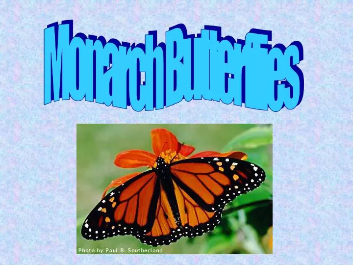 PPT - Monarch Butterflies PowerPoint Presentation, free download - ID ...