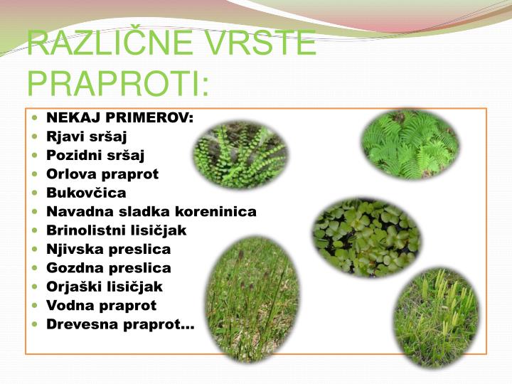 PPT - PRAPROTI PowerPoint Presentation - ID:1346456